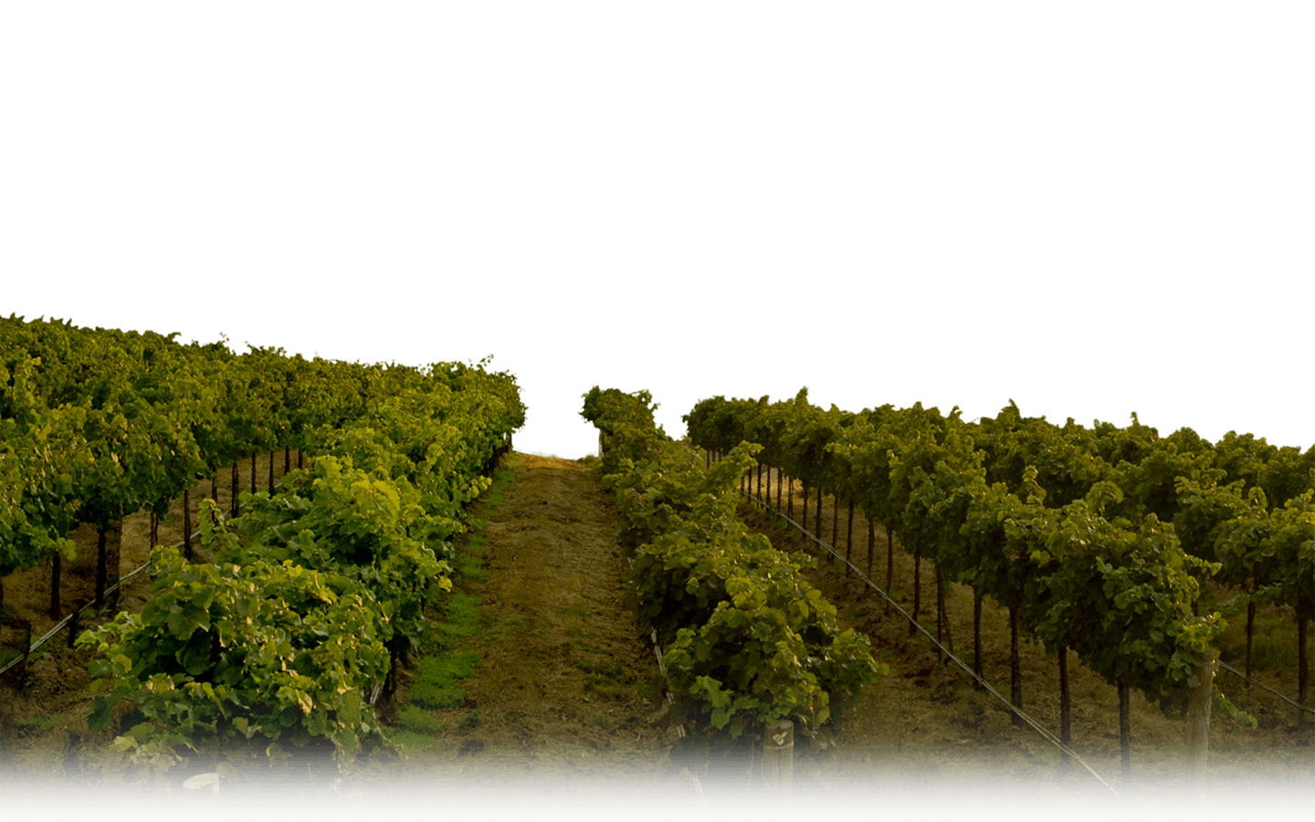 Washington State Wine Commission