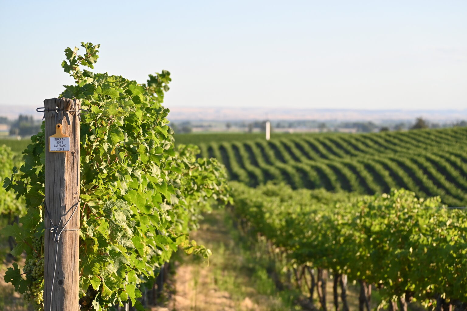 Washington State Wine Bets Big on Research - Washington State Wine ...