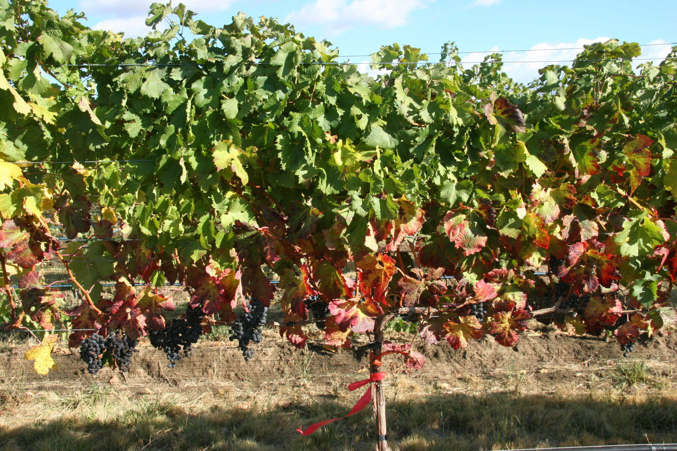 Slowing the Spread of Grapevine Viruses - Washington State Wine Commission