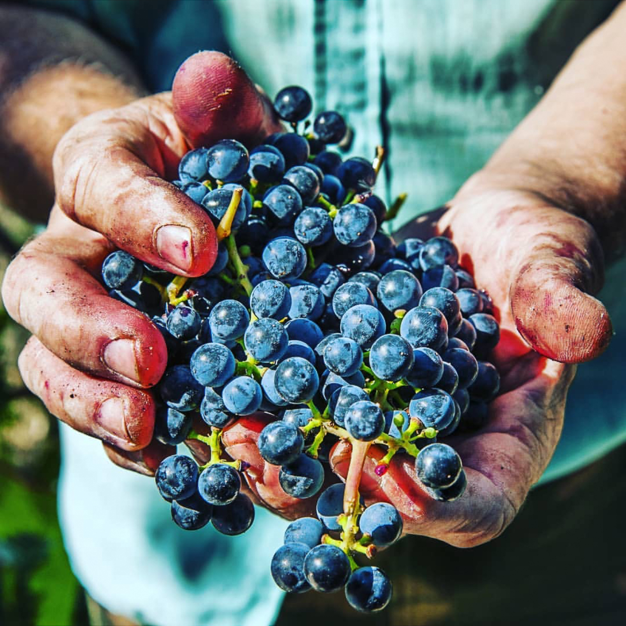 2019 Vintage Overview - Washington State Wine Commission