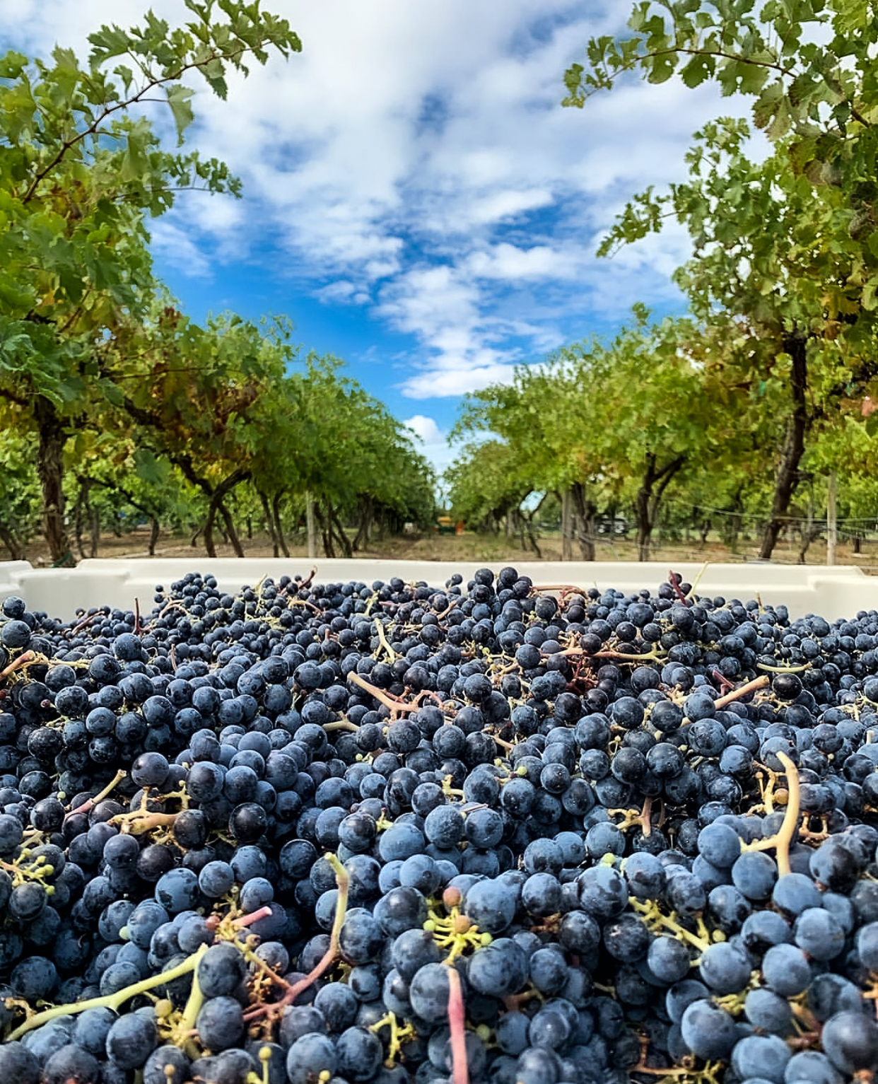 2017 Vintage Overview - Washington State Wine Commission