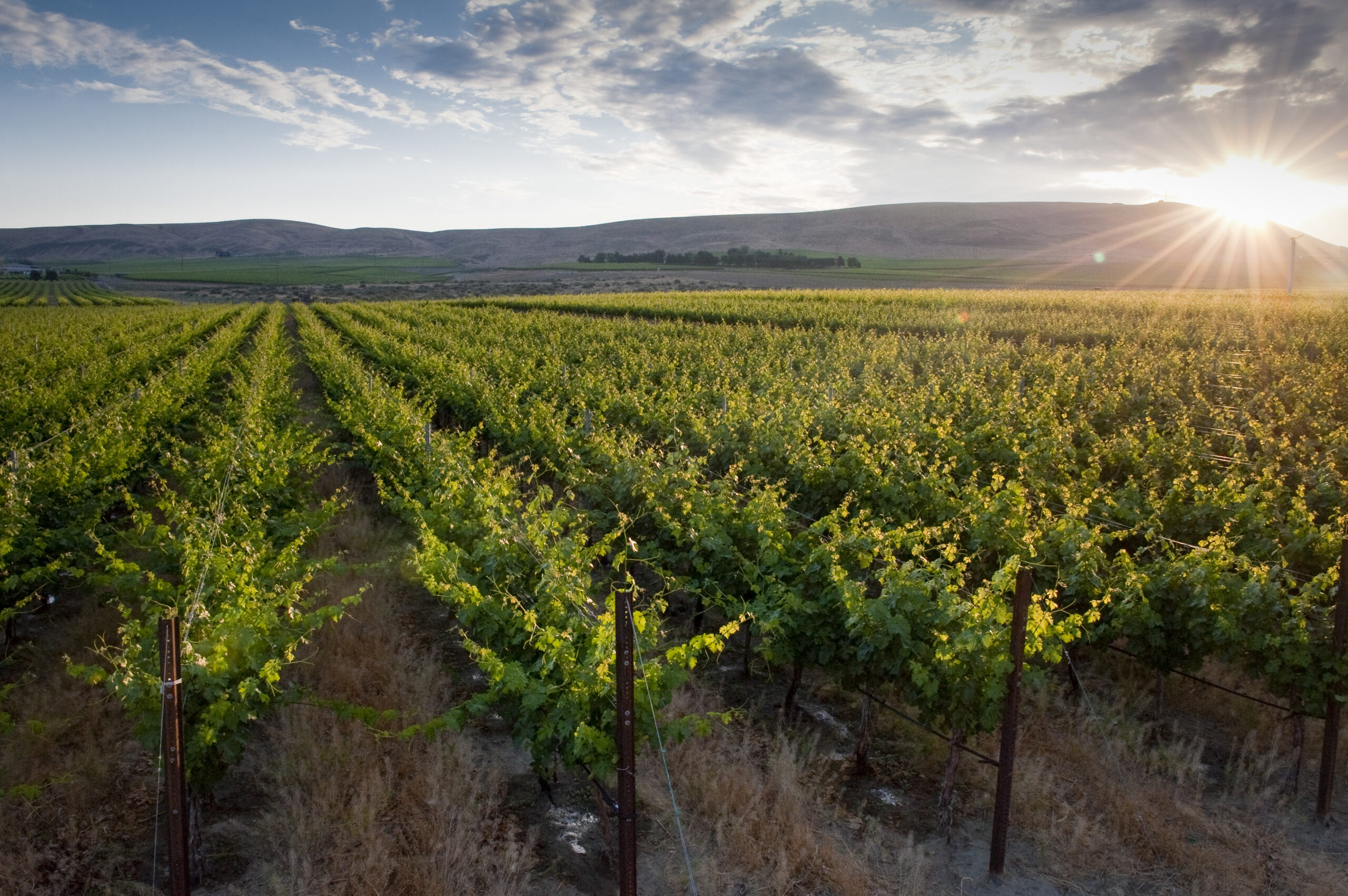 Press Kit - Washington State Wine Commission