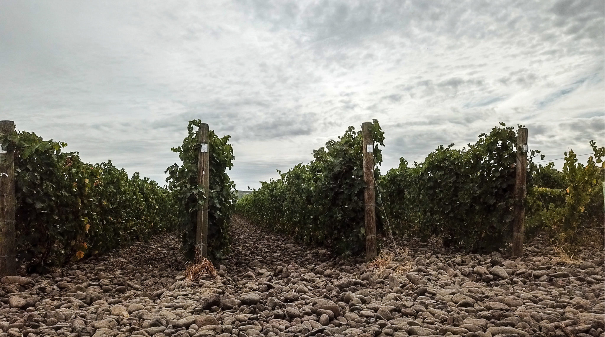 TTB Approves New AVA: The Rocks District of Milton-Freewater ...