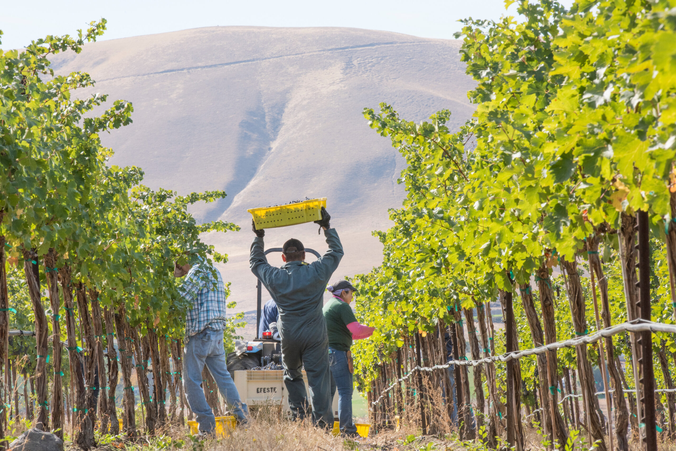 2021 Vintage Overview - Washington State Wine Commission