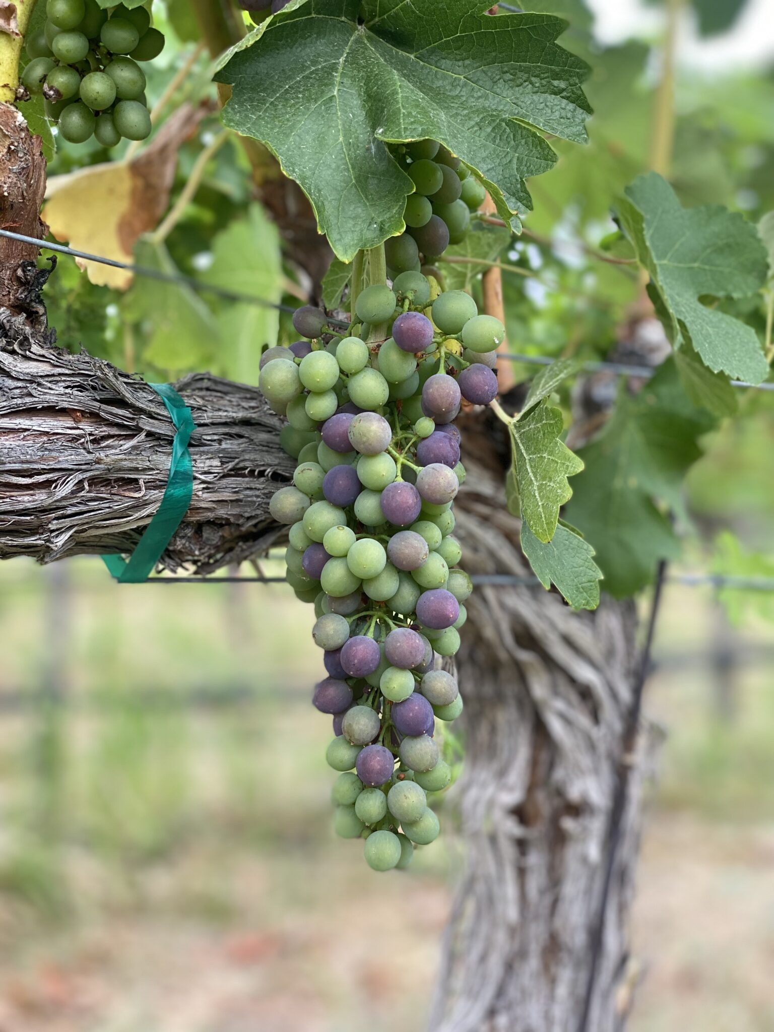 "Our grapes are moving to the finish line and harvest is right around ...