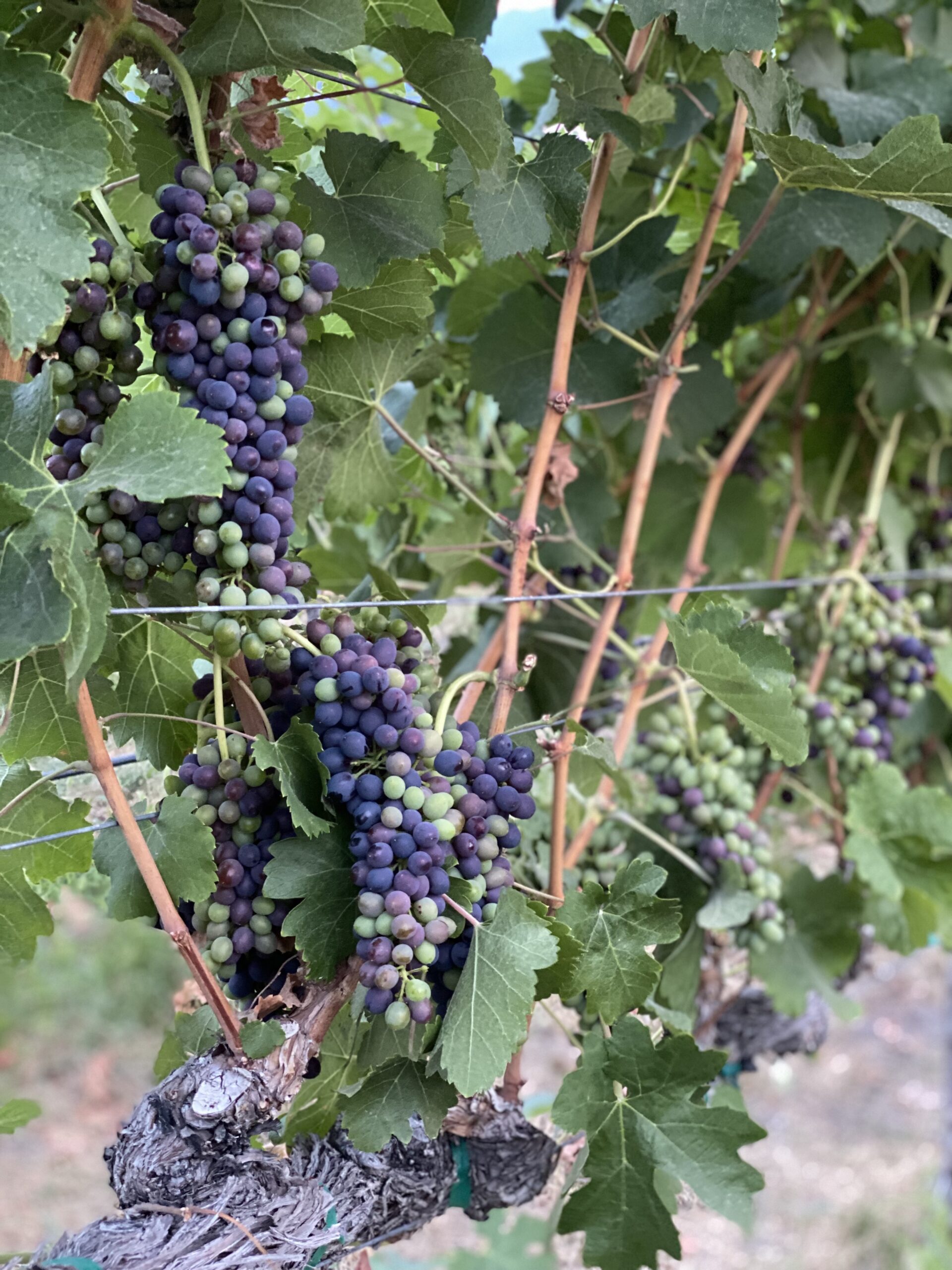 "Our grapes are moving to the finish line and harvest is right around ...