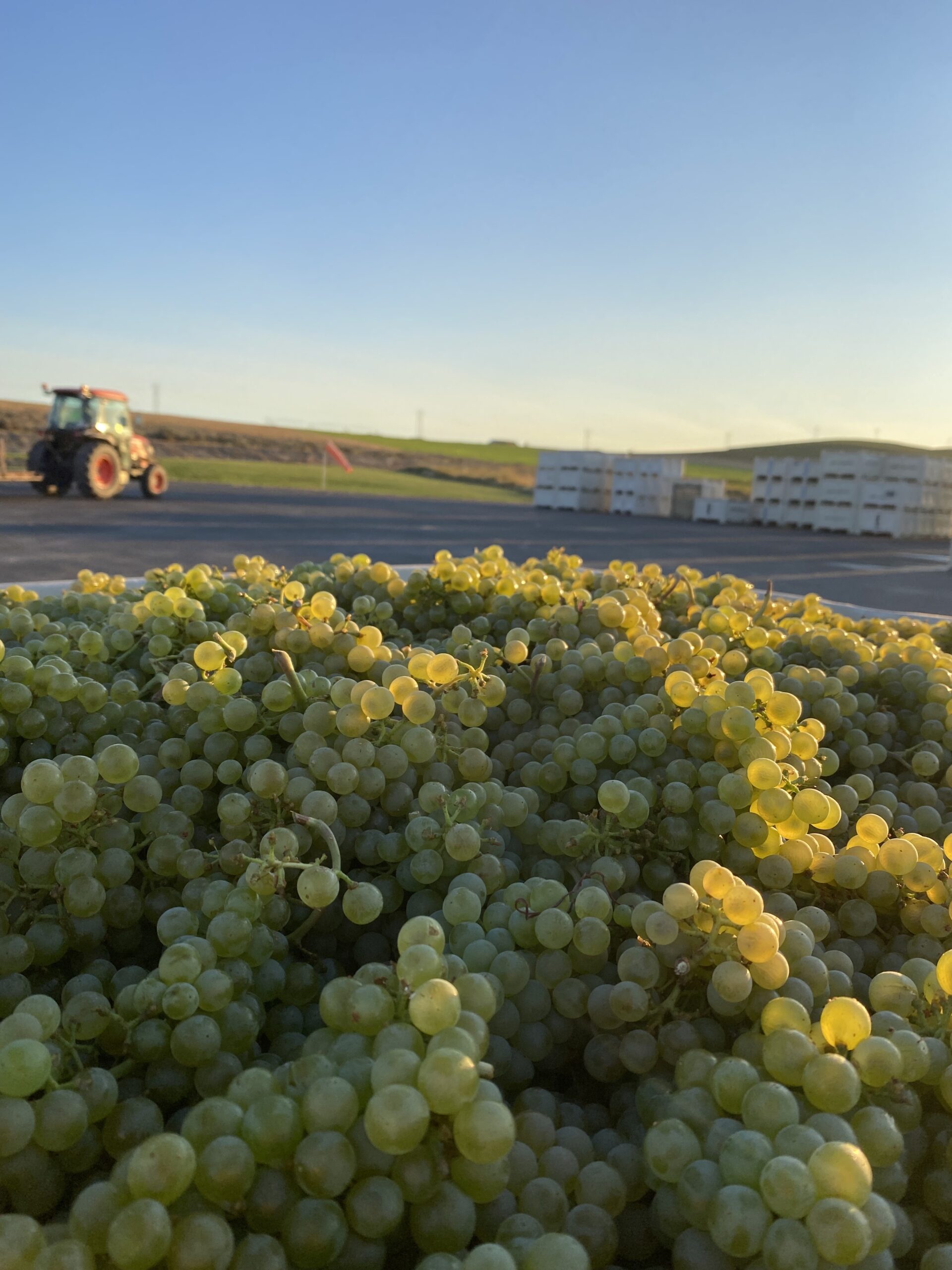 "Harvest is here!" - Washington State Wine Commission