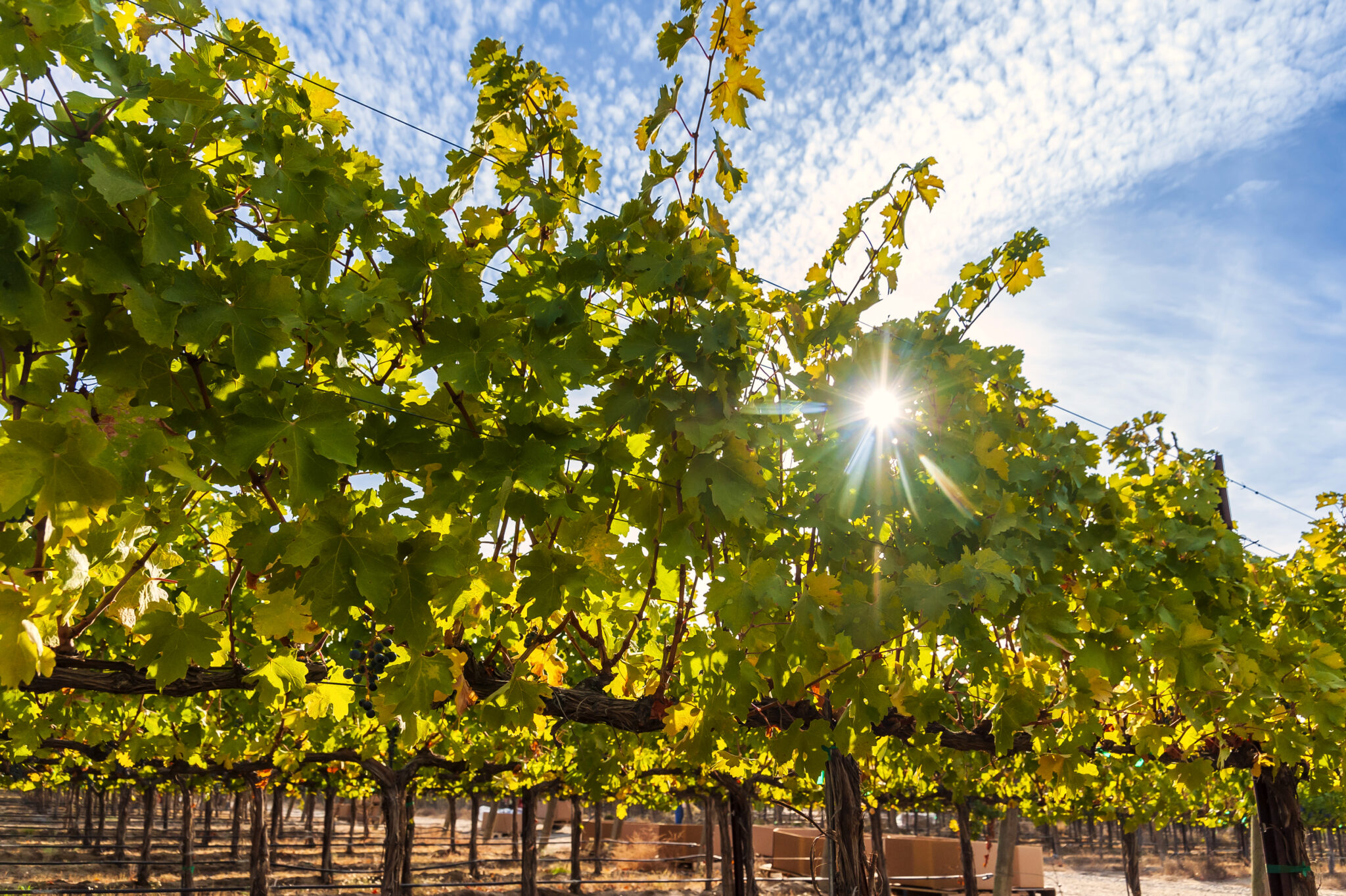 Allen Shoup Memorial Fellowship - Washington State Wine Commission